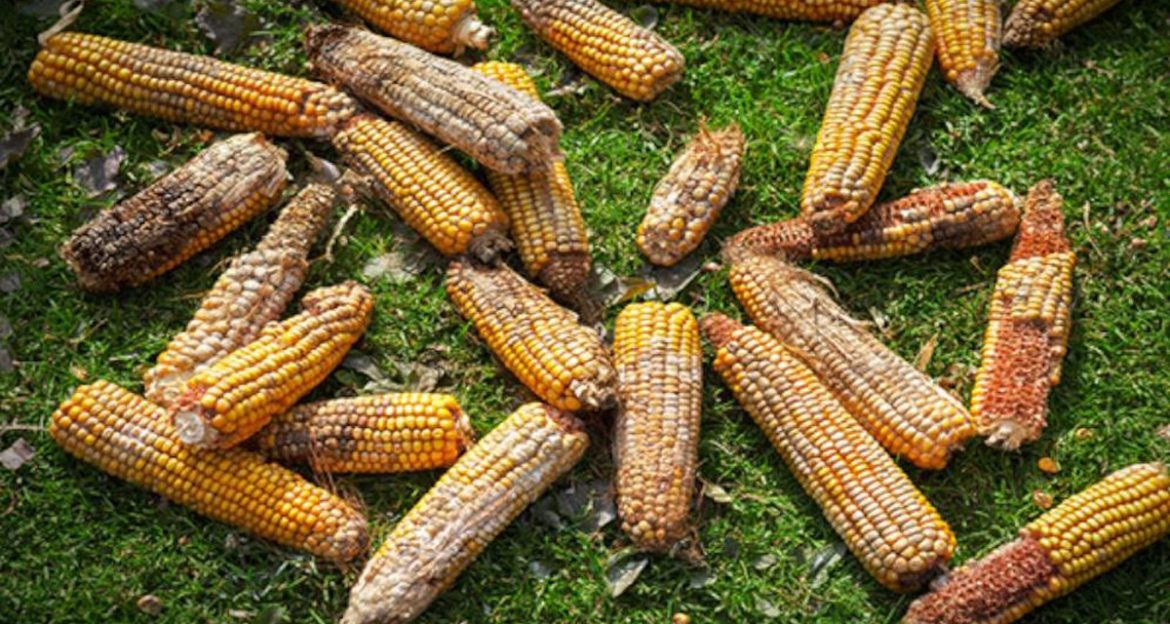 Kenya’s Maize Story - African Sustainability Matters