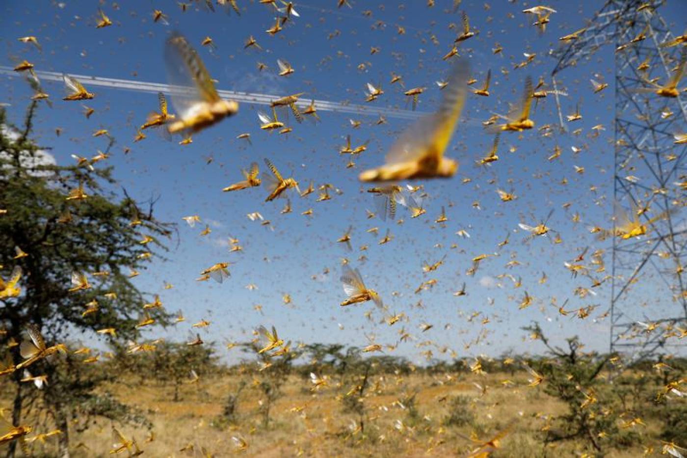 Kenya: locust invasion in Northern, Eastern regions threatens food ...