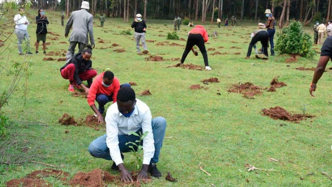 Sustainable commercial forestry that grows income - Africa ...