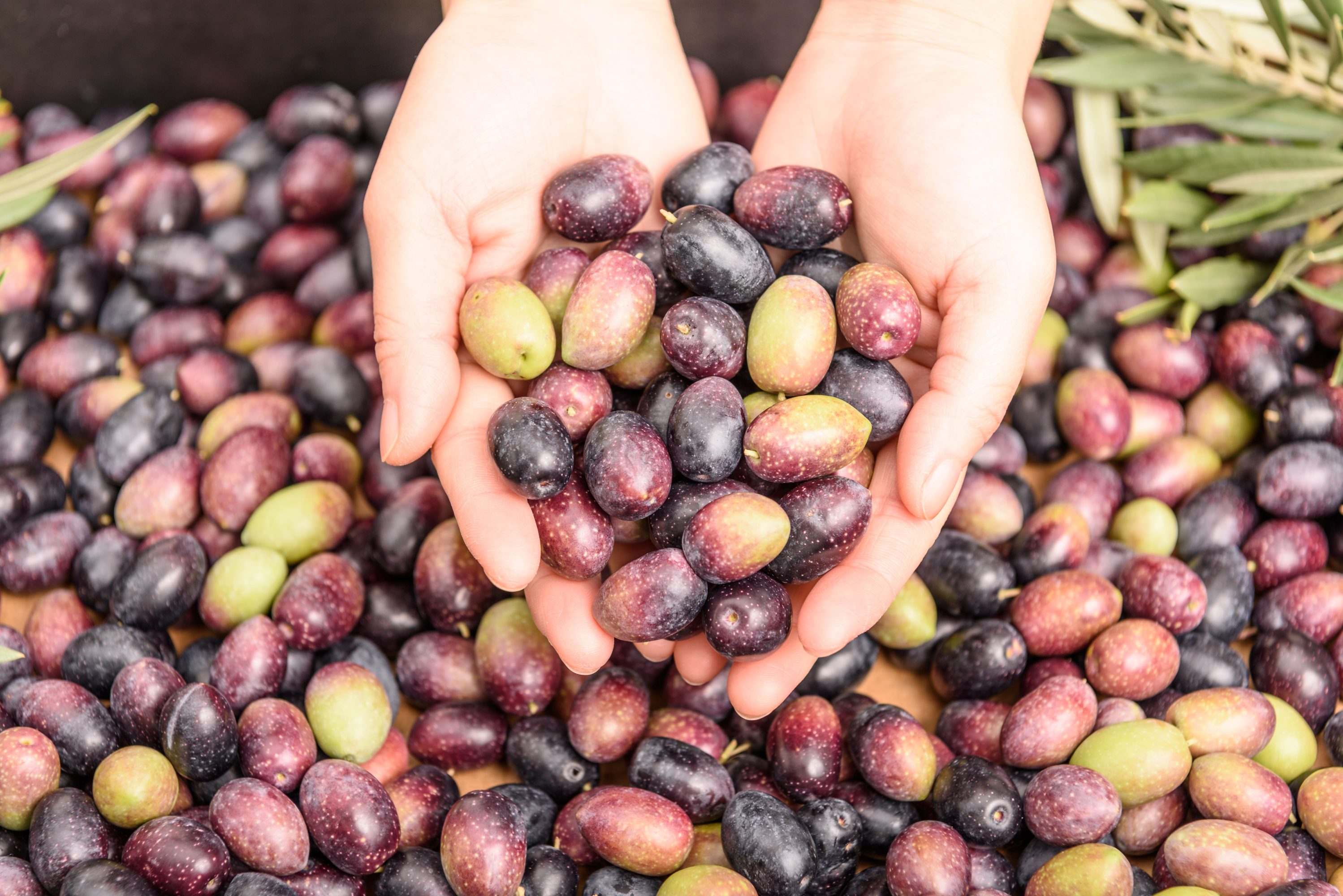 Kimitec and Nutrifarms forge partnership to enhance olive grove ...
