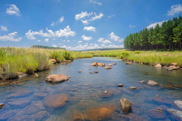 South Africa issues world’s first CCB-labelled grassland carbon credits ...