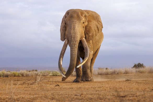 BoxCommerce and Mastercard launch digital payment tool to ease cash ...